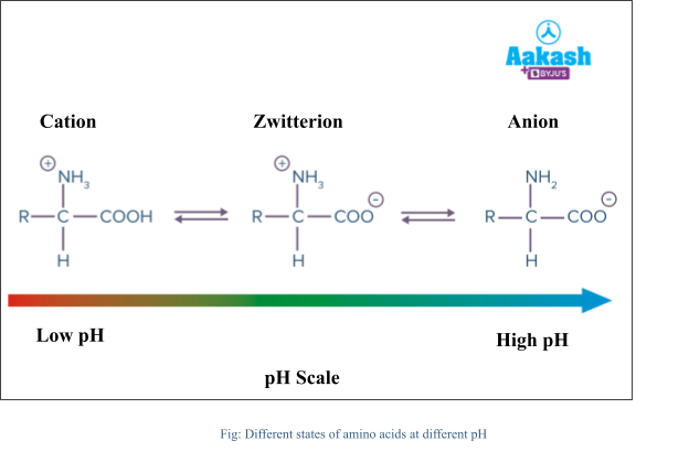 Amino Acids: Structure, Types & Isomers of Amino Acids | AESL